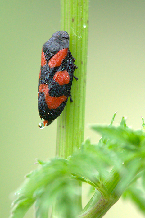 Polokřídlí (Hemiptera) :: Kateřina Dolejšová